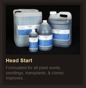 Peruvian Gold Head Start | Gurusgrow